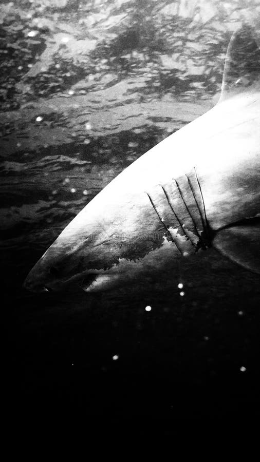 Scared Shark Stock Photos - Free & Royalty-Free Stock Photos from ...