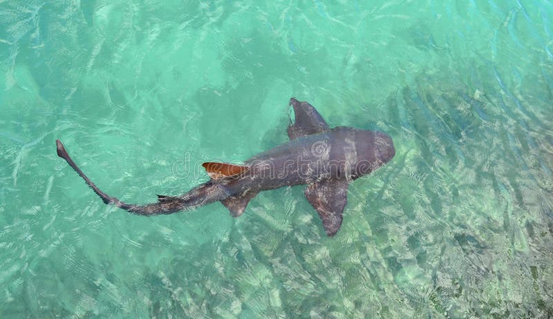 Shark stock photo. Image of island, adventure, caribbean - 63083616