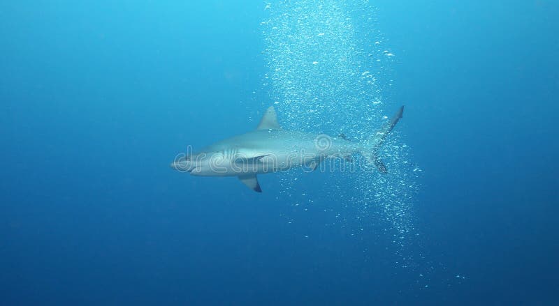Shark in Open Water stock photo. Image of underwater, shark - 7501662