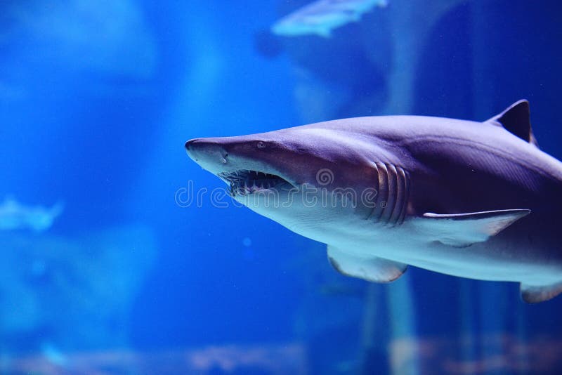 Shark in the pool stock image. Image of killer, extreme - 61385105