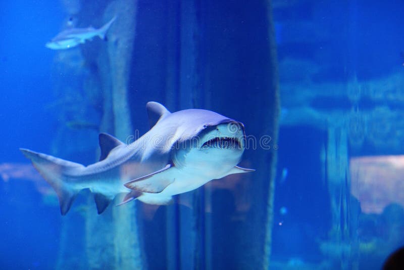 Shark in the pool stock image. Image of deep, aquamarine - 61414269