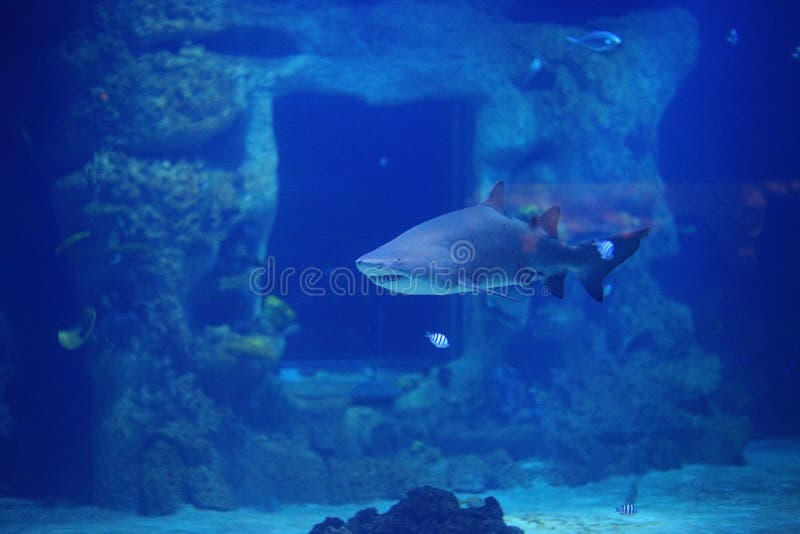 Shark in the pool stock image. Image of marine, food - 61701595