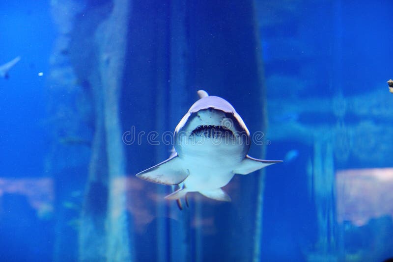Shark in the pool stock image. Image of abalone, killer - 61701957
