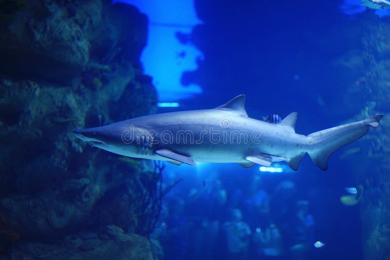 Shark in the pool stock photo. Image of park, pool, aquamarine - 62232886