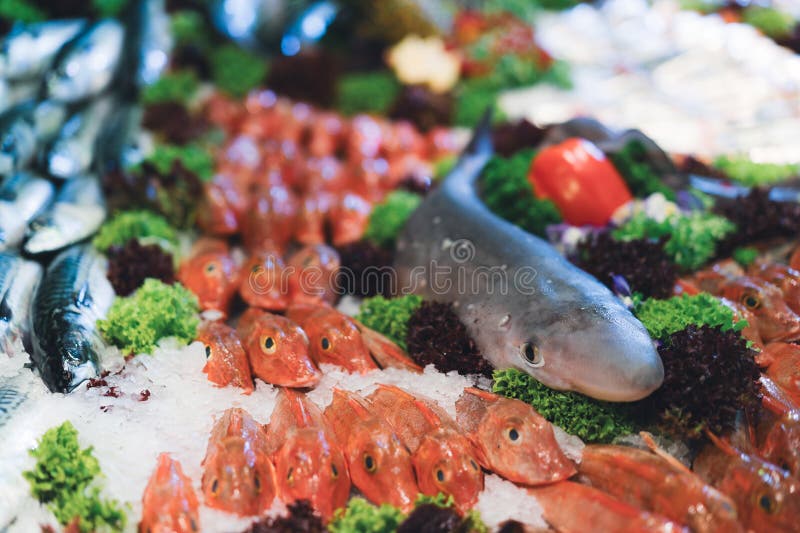 Shark Red Fish Display Seafood Market Stock Photos - Free & Royalty ...