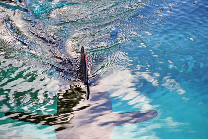 Shark with Red Tip Dorsal Fin in Blue Water Stock Image - Image of ...