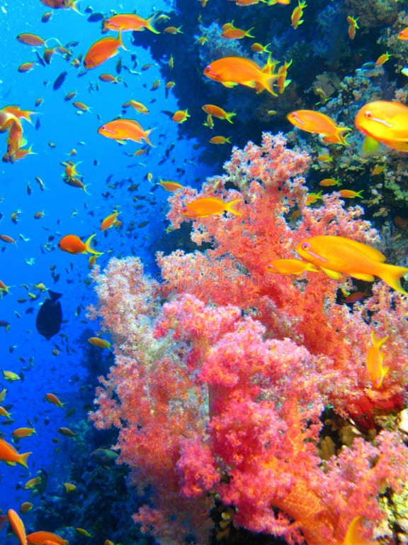 Shark Reef in All Its Glory! Stock Photo - Image of diving, national ...