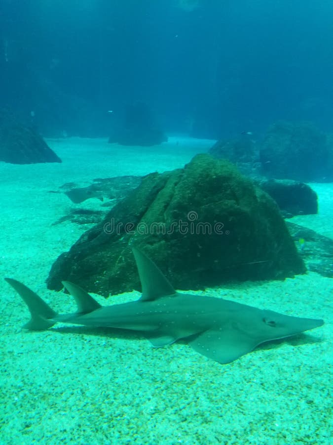 Shark stock photo. Image of sable, requin, aquarium, fish - 95868622