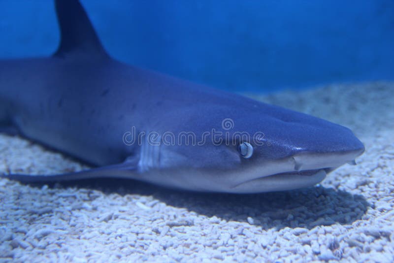 Shark at Rest in Blue Water Stock Image - Image of gills, rest: 40874755