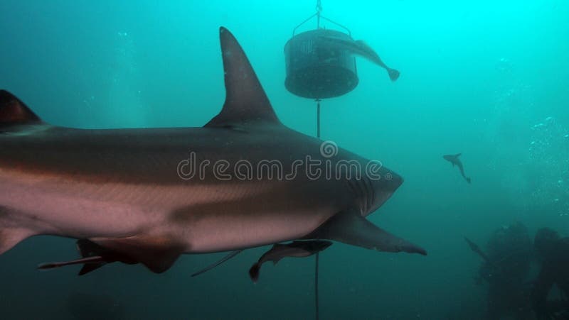 Shark s back view stock image. Image of water, bull, gills - 70817177