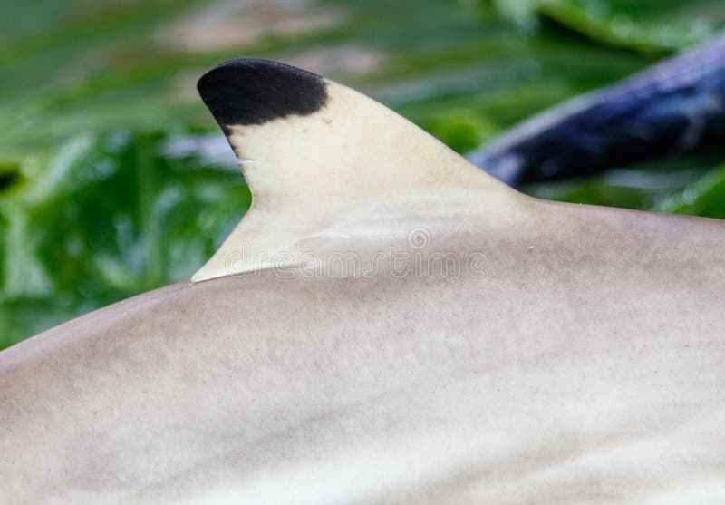A Shark S Tail is Shown in a Close Up Stock Photo - Image of wildlife ...