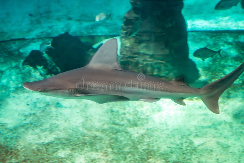 Shark on the sea stock image. Image of animal, blue, underwater - 43832773