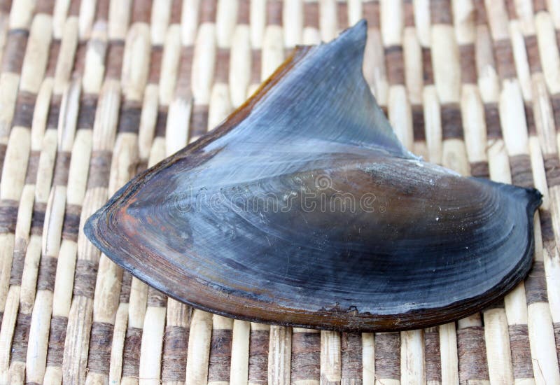 Shark shell stock photo. Image of mollusc, thai, nature - 75655170