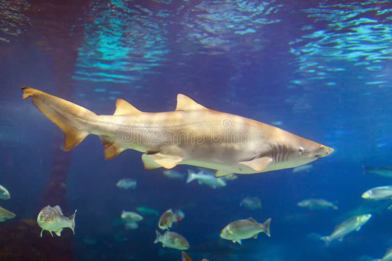 Shark among the small fish stock photo. Image of alive - 41431916