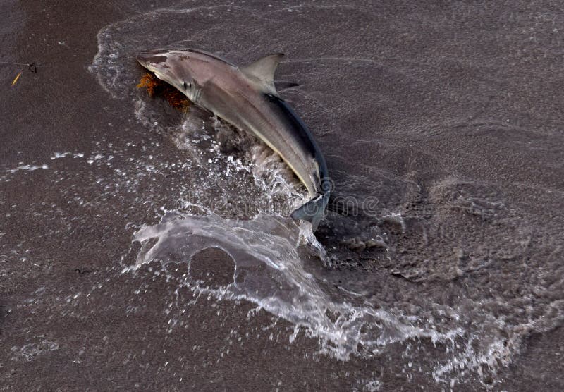 Shark splash stock image. Image of shark, marine, water - 44814063