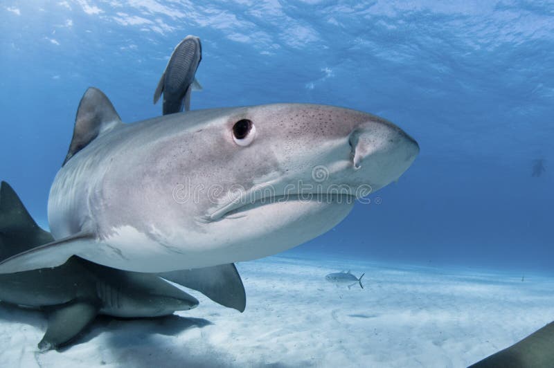 Tiger Shark from Above stock image. Image of underwater - 7302663