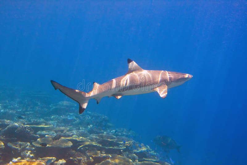 Shark Swimming Above Coral Reef Stock Image - Image of thailand, coral ...