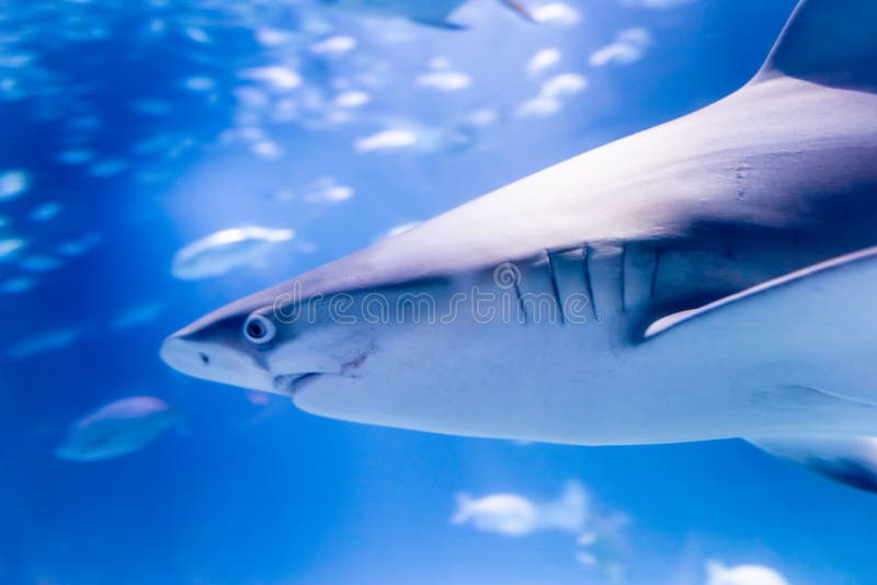 Shark Swimming in the Calm Waters Stock Photo - Image of large, field ...
