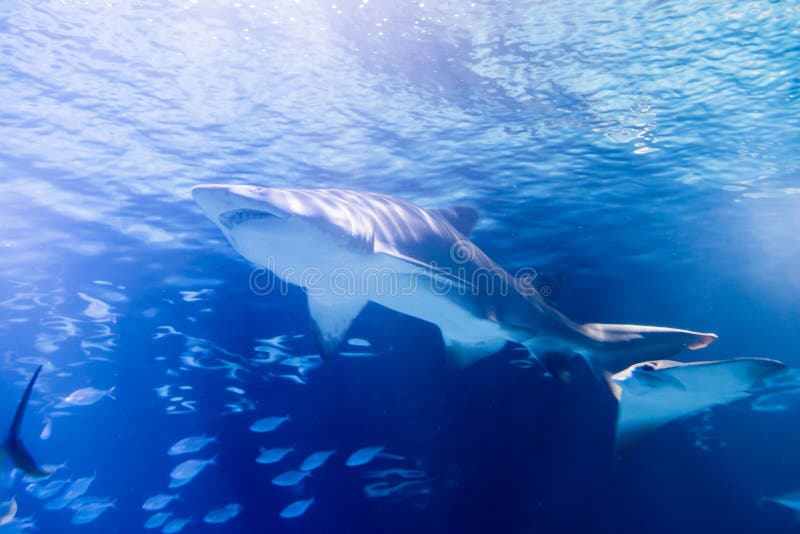 Shark Swimming in the Calm Waters Stock Photo - Image of marine, life ...