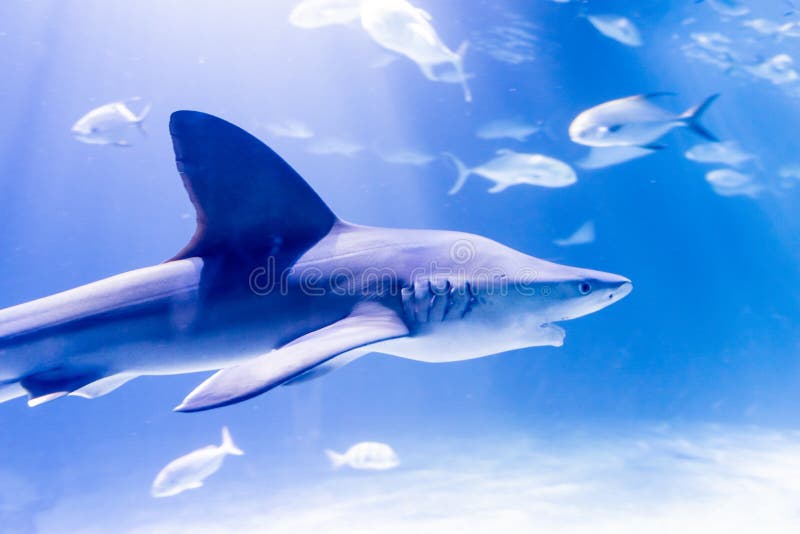 Shark Swimming in the Calm Waters Stock Photo - Image of nature ...