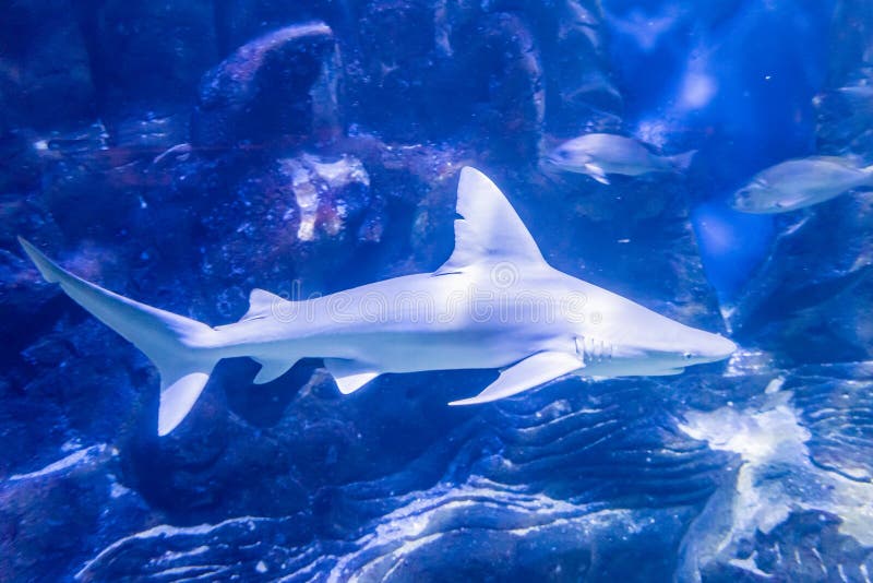 Shark Swimming in the Calm Waters Stock Image - Image of thickskin ...