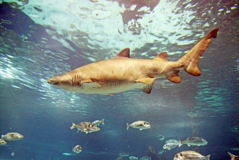 Shark stock image. Image of jaws, danger, coral, blue - 30730005