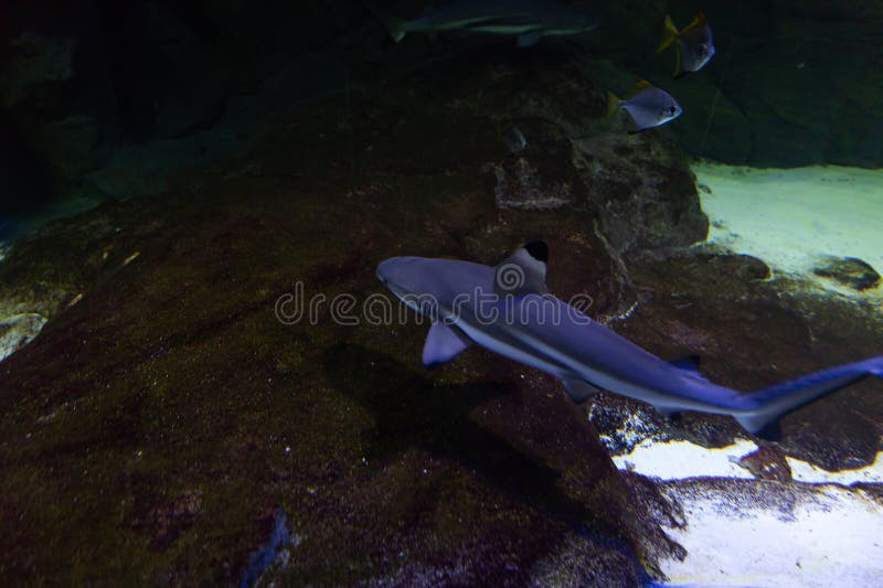 Shark Swimming in Murky Dark Ocean Water Stock Image - Image of nature ...