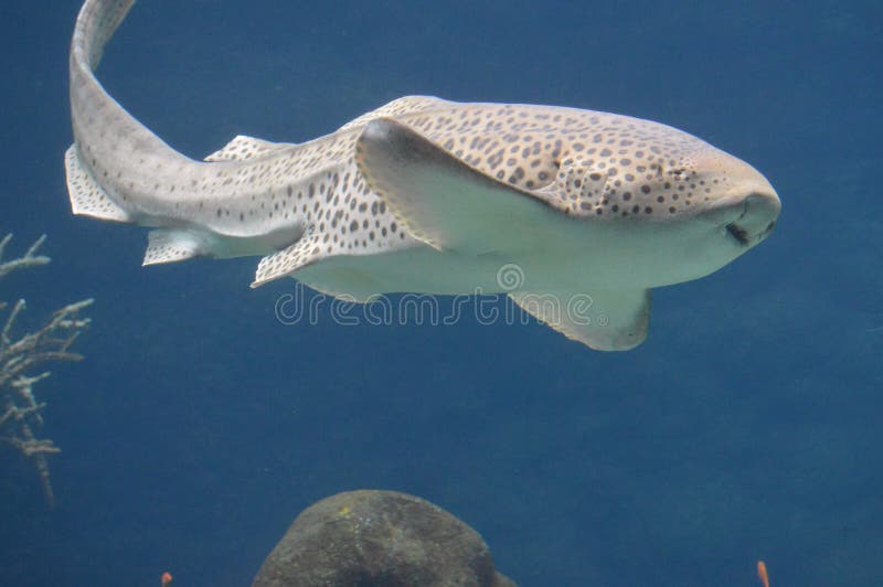 Shark stock photo. Image of calm, life, fierce, close - 91674160