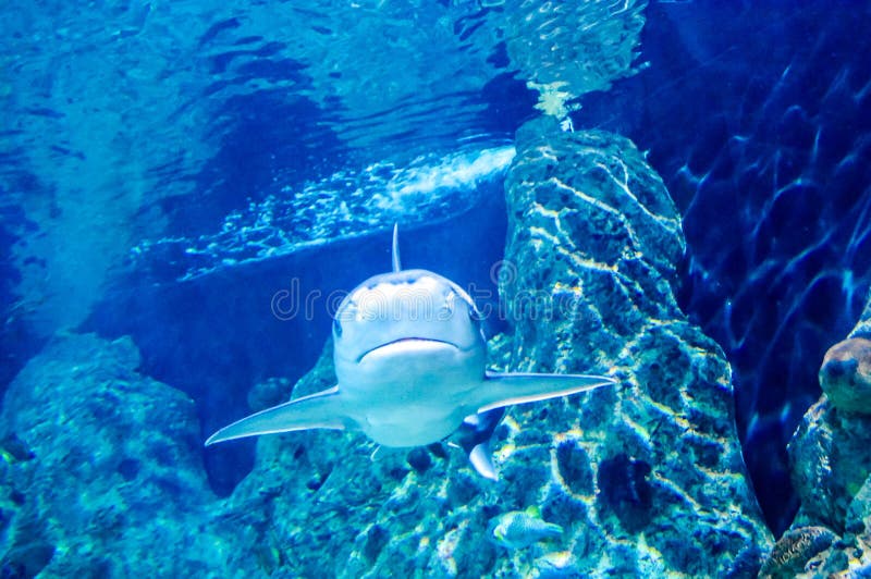 A Shark is Swimming in a Tank with Blue Water Stock Photo - Image of ...