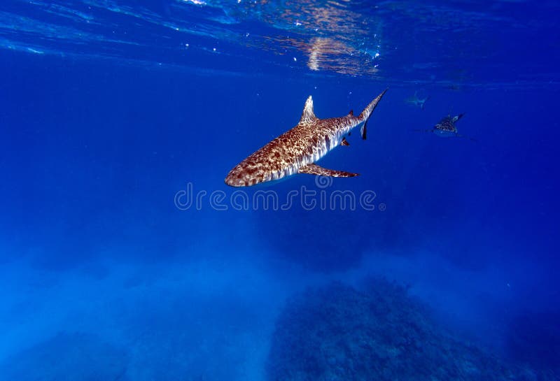 A Shark Swimming Towards Camera Stock Image - Image of australia ...