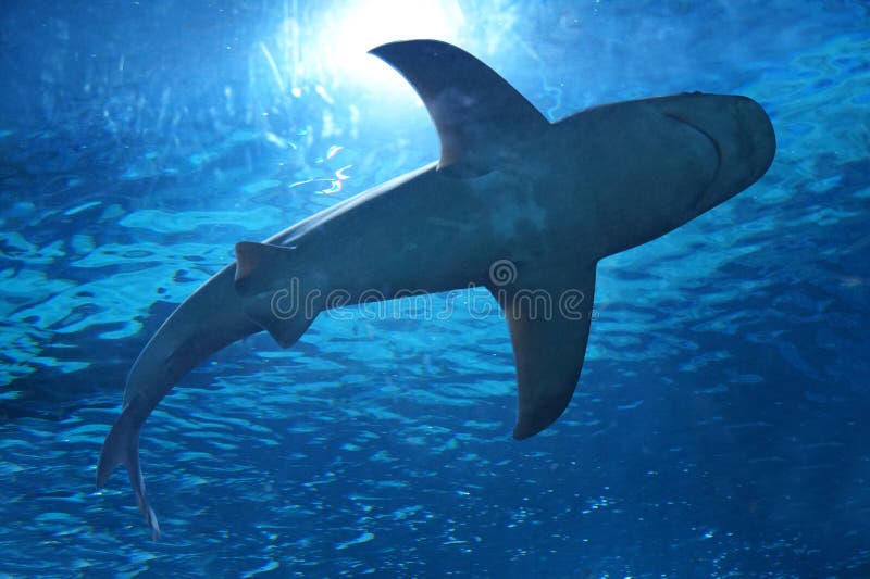 Shark Swimming Under Water - View from Beneath Stock Image - Image of ...