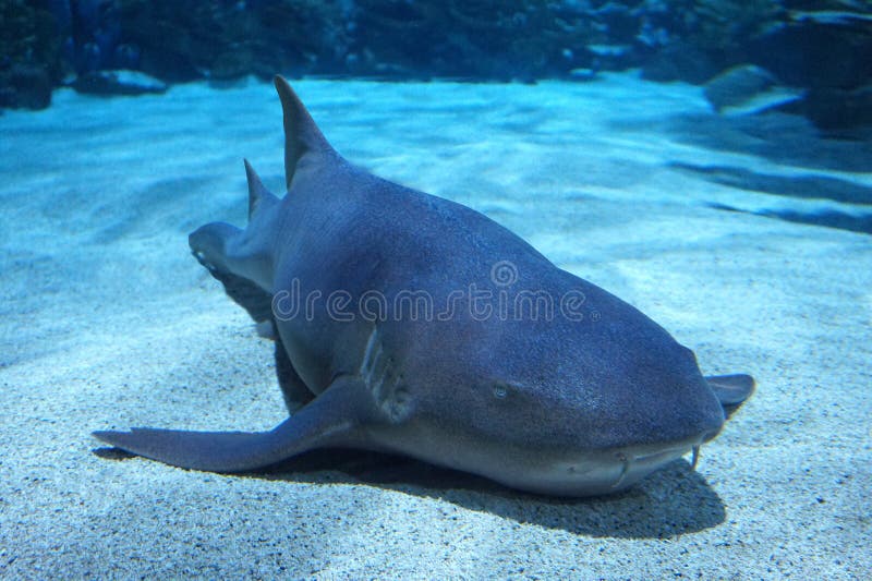 Shark Swimming Under Water - Bottom of the Ocean Stock Image - Image of ...