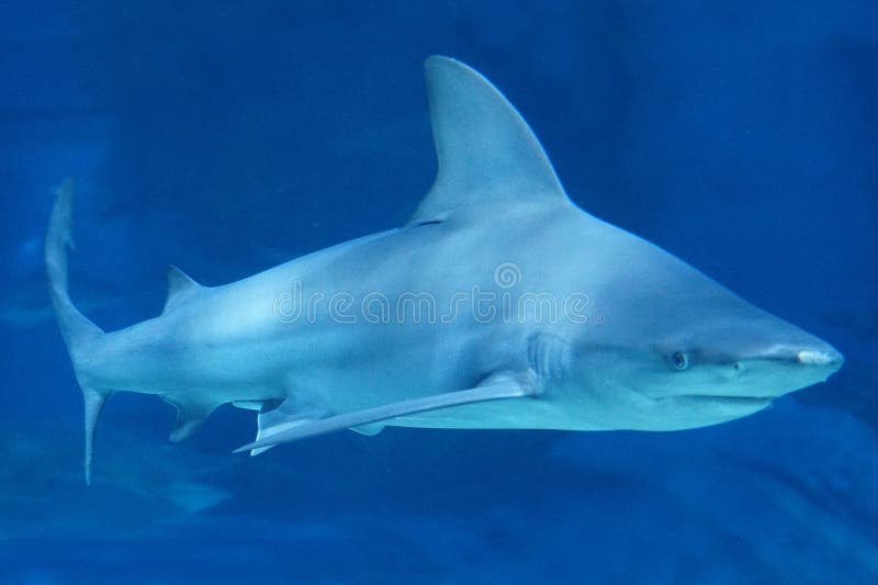 Shark Swimming Under Water - Side View Stock Image - Image of wildlife ...