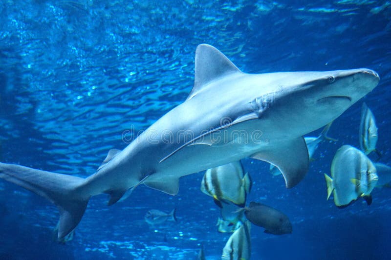 Shark Swimming Under Water - Side View Stock Image - Image of ripple ...