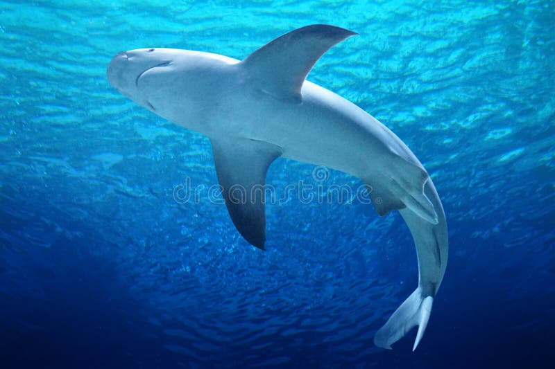 Shark Swimming Under Water - Side View Stock Image - Image of swimming ...