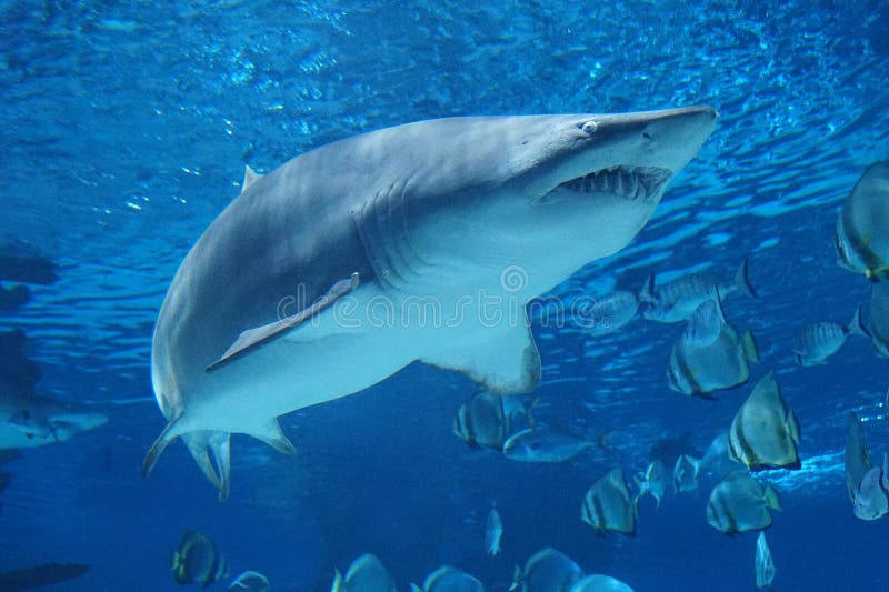 Shark Swimming Under Water - Side View Stock Image - Image of swimming ...