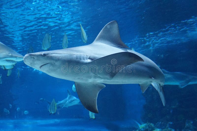 Shark Swimming Under Water - Front View Stock Photo - Image of ...