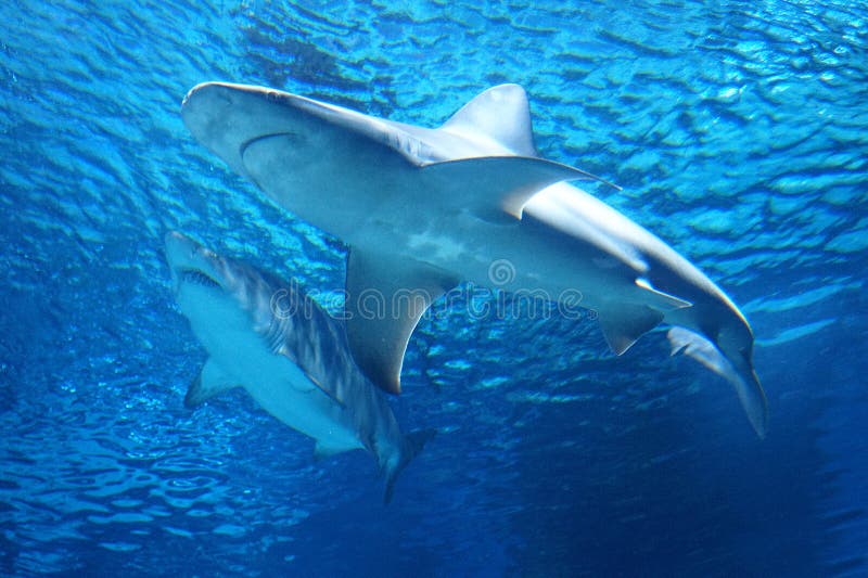 Shark Swimming Under Water - View from Beneath Stock Photo - Image of ...