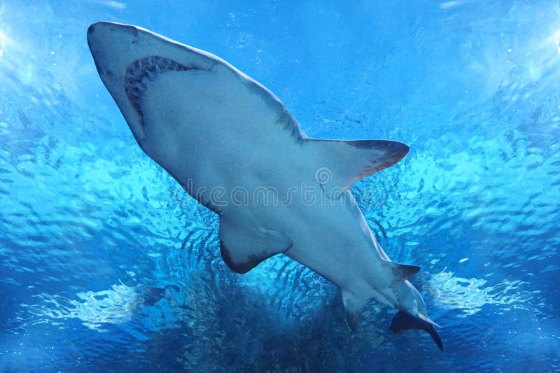 Shark Swimming Under Water - View from Beneath Stock Image - Image of ...