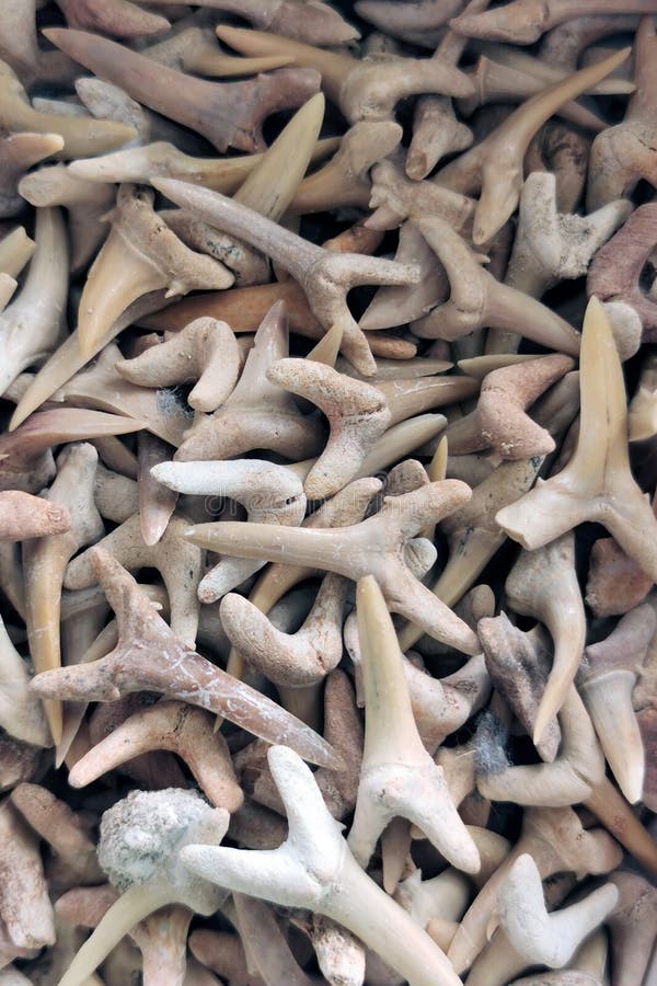 Shark Teeth Collection Texture Stock Photo - Image of teeth, tooth ...