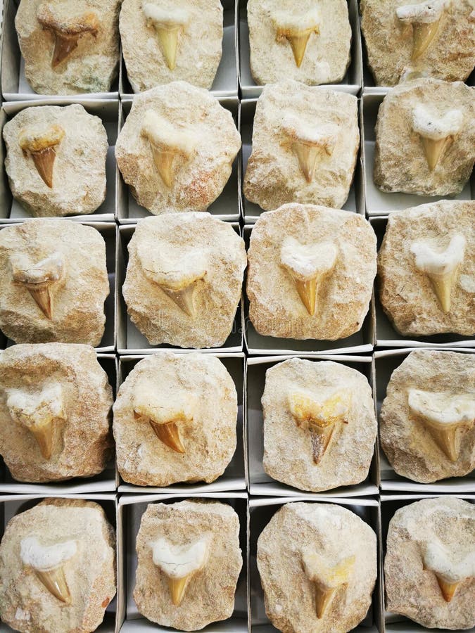 566 Shark Collection Stock Photos - Free & Royalty-Free Stock Photos ...