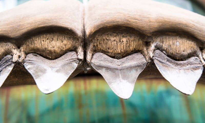 Shark teeth stock image. Image of sharp, tooth, danger - 30485615