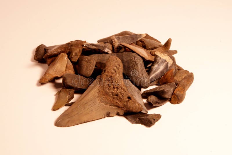 Shark teeth stock photo. Image of pile, shark, teeth - 64862194