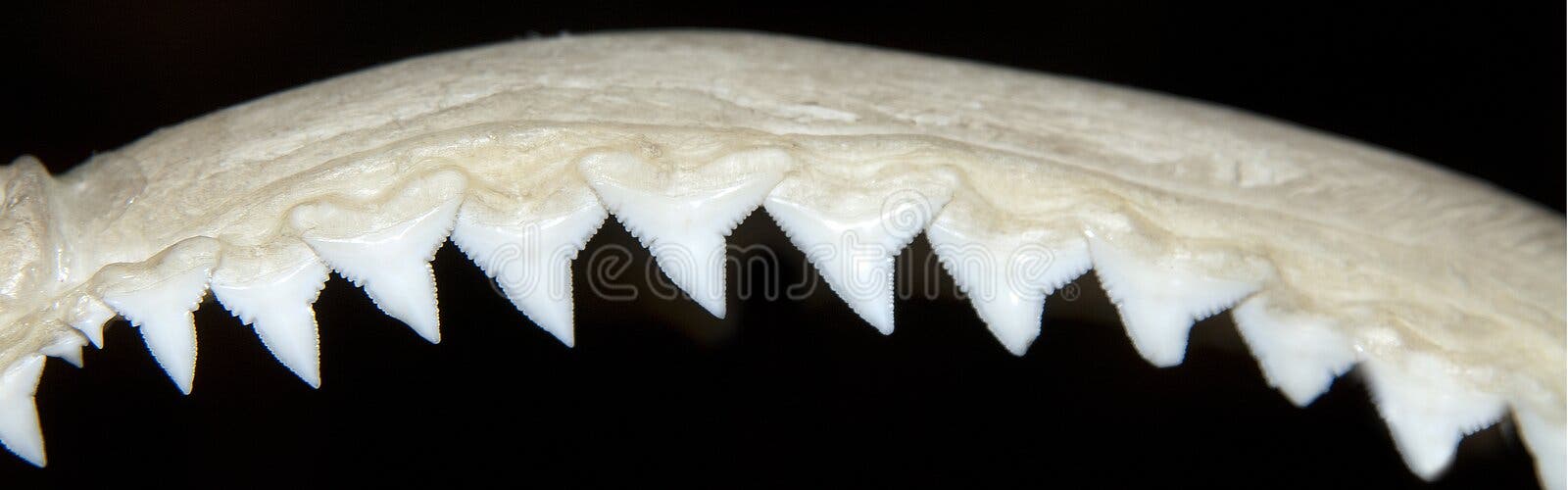 4,155 Shark Teeth Stock Photos - Free & Royalty-Free Stock Photos from ...