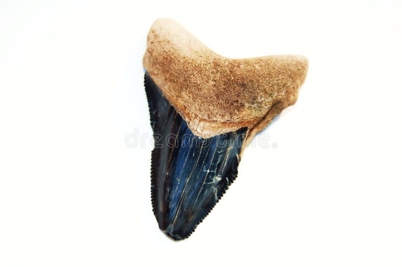 Shark Tooth Picture. Image: 6818514