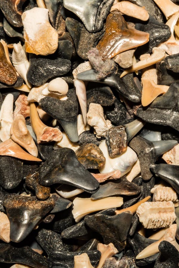 Shark Tooth Background stock image. Image of destination - 98950693