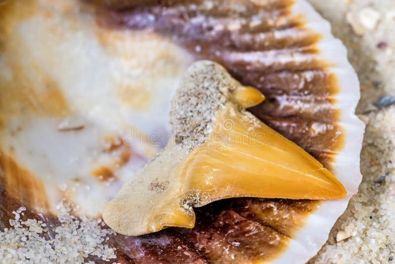 Shark tooth stock image. Image of tooth, animal, beach - 45497967
