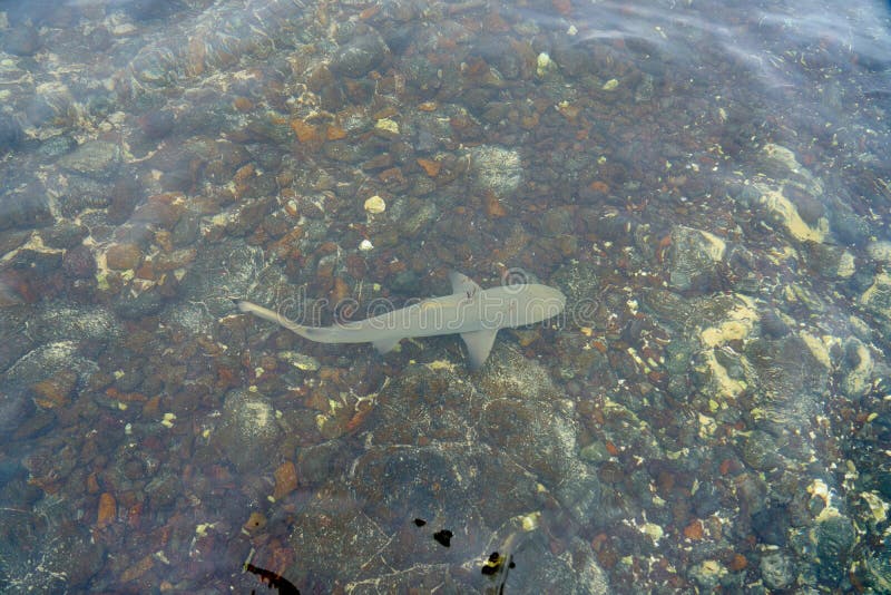 A Shark in Tropical Water at a Shallow Depth. Stock Image - Image of ...