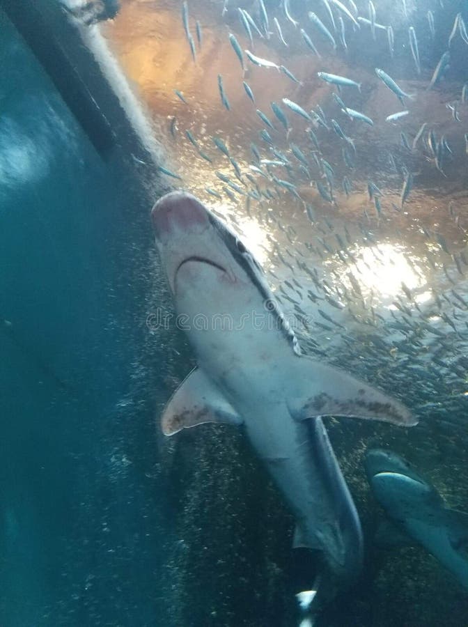 Shark under water stock photo. Image of water, life - 153423958