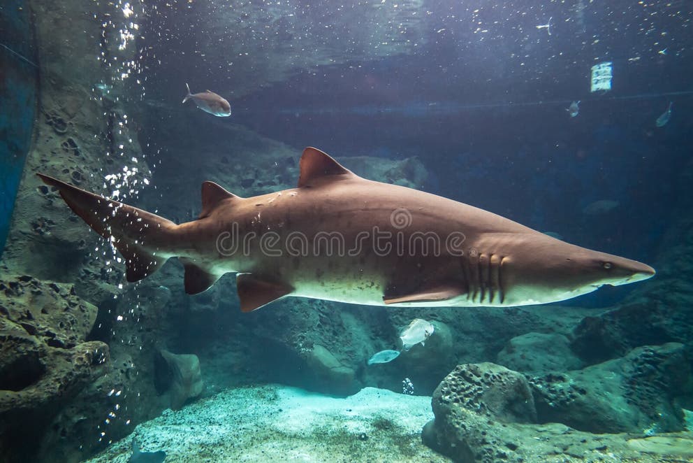 Shark underwater stock image. Image of attack, crete - 25511557